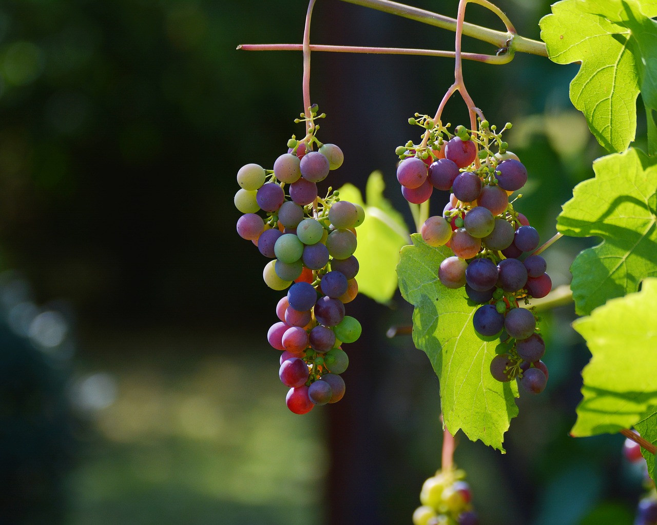 What is a Sagra? Discover this Italian Tradition